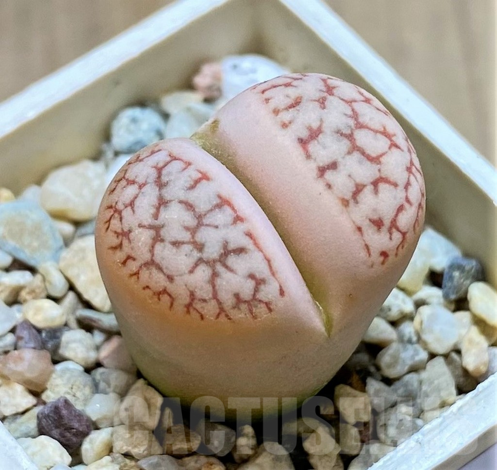 SHPR40960 Lithops ‘Talisman’ hybrid – Кактус онлайн