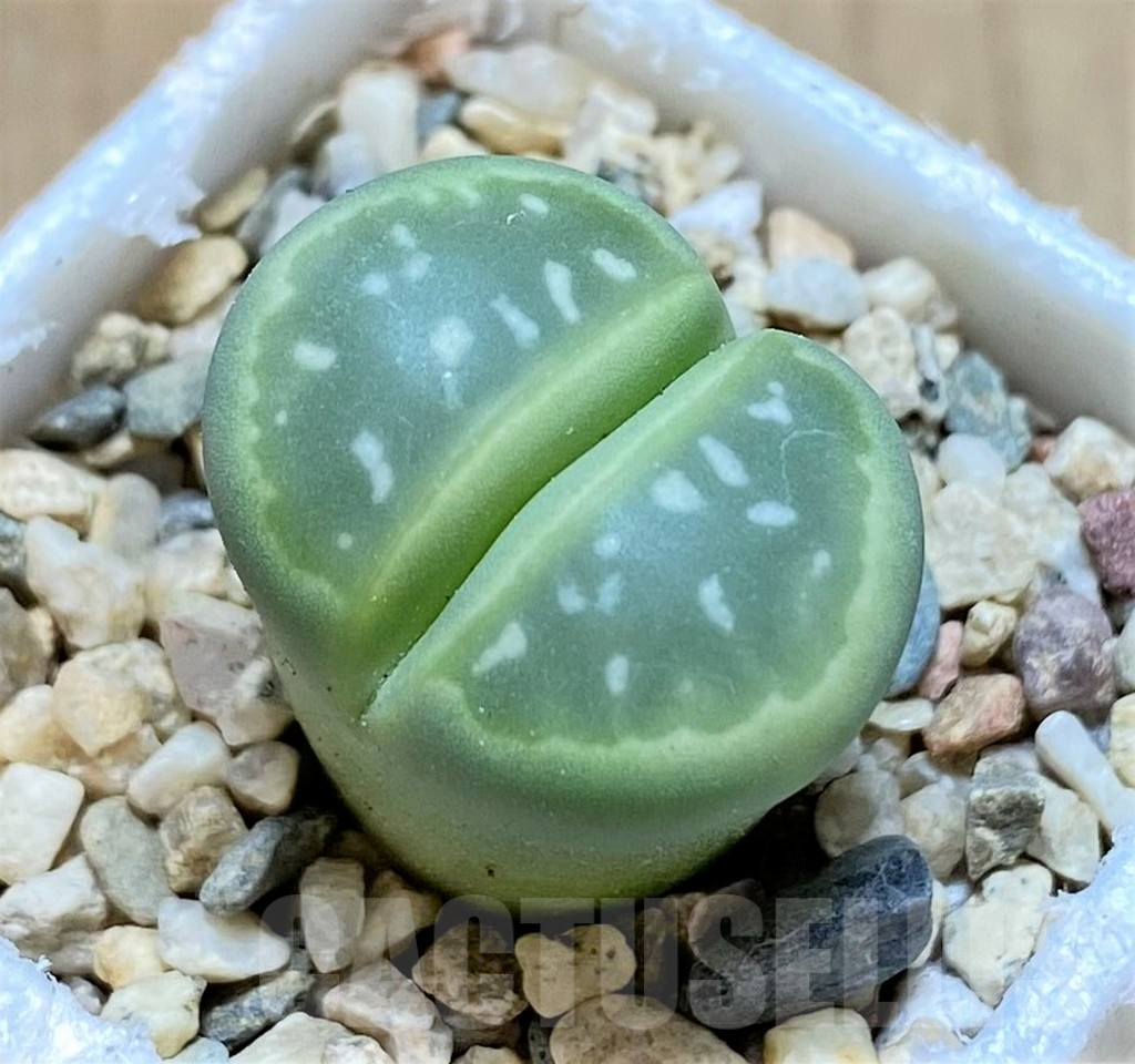 SHPR40962 Lithops olivacea C109 – Кактус онлайн