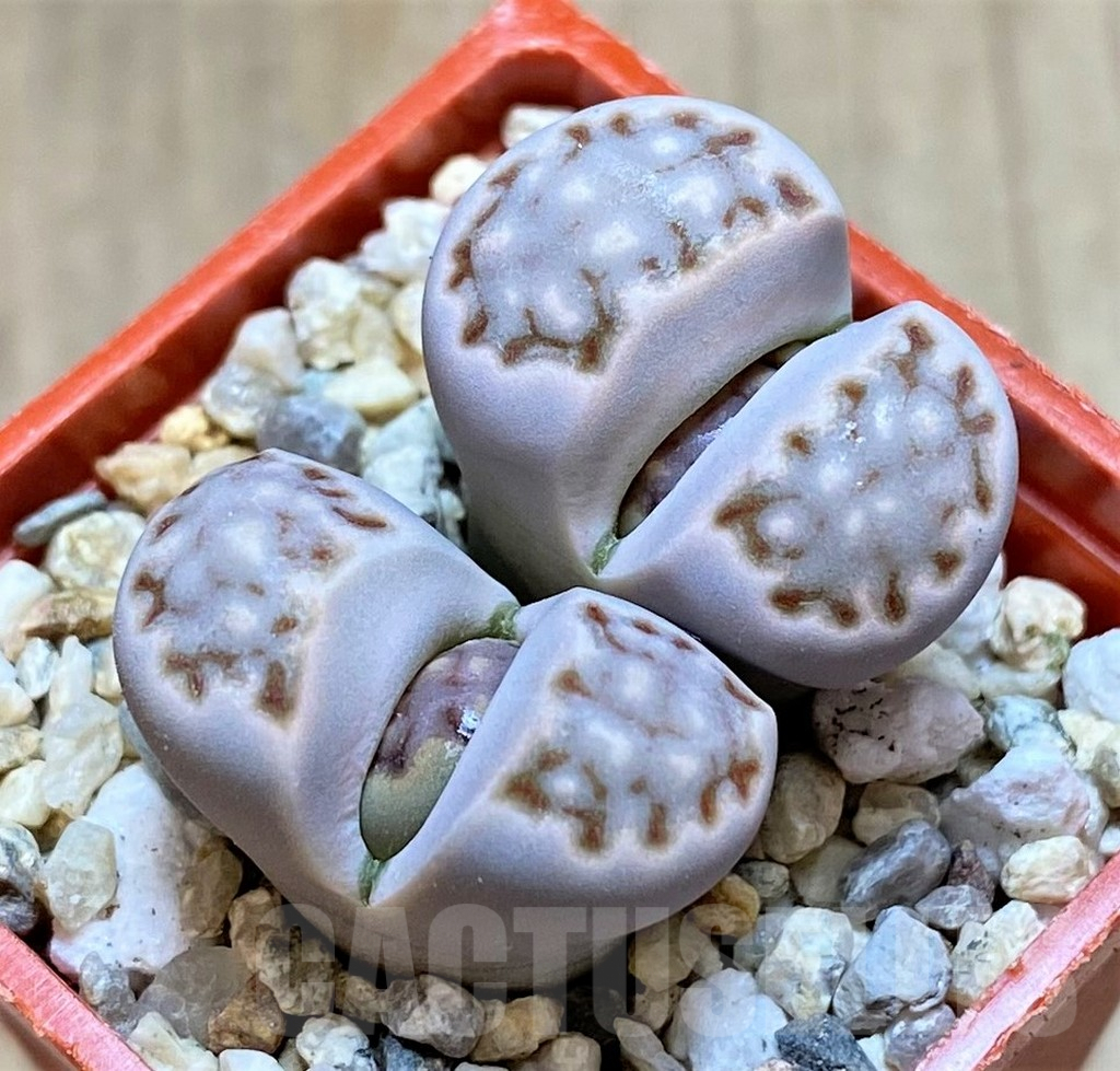 SHPR40963 Lithops julii v. fulleri – Кактус онлайн