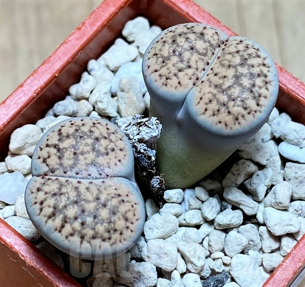 SHPR40968 Lithops verruculosa – Cactus-online