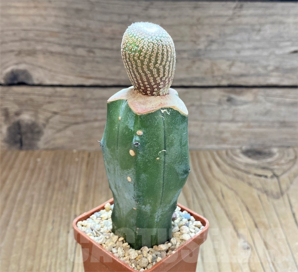 SHPR41487 Yavia cryptocarpa, grafted – Cactus-online