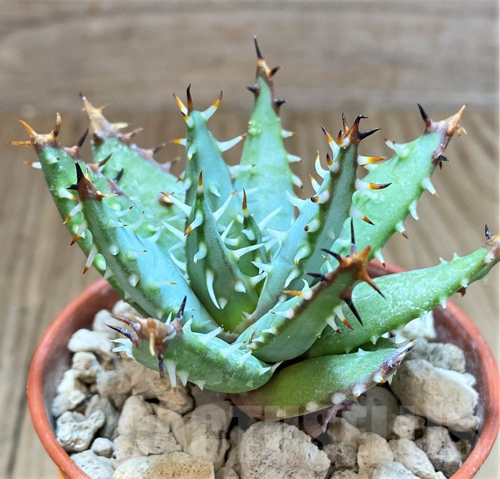 SHPR41509 Aloe erinacea – Cactus-online