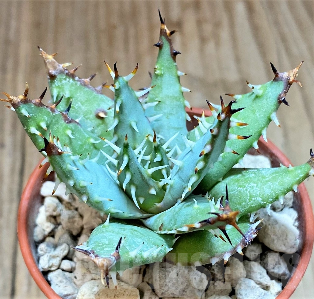 SHPR41509 Aloe erinacea – Cactus-online
