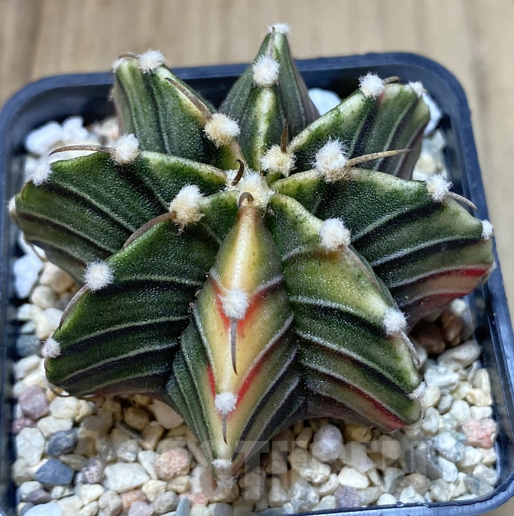 SHPR39962 Gymnocalycium friedrichii LB f. variegata seedling – Cactus-online