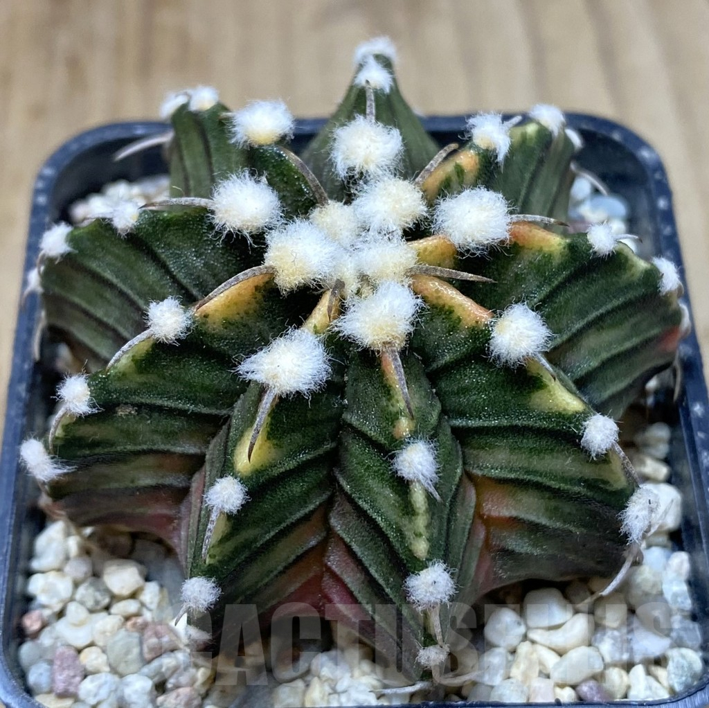 SHPR39965 Gymnocalycium friedrichii LB f. variegata seedling – Кактус онлайн