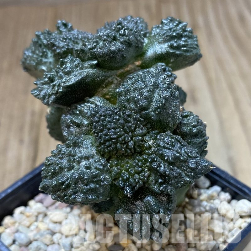 SHPR40117 Ariocarpus fissuratus “Godzilla” , grafted – Cactus-online