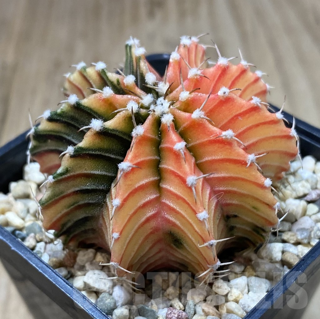 SHPR40088 Gymnocalycium friedrichii LB f. variegata seedling – Cactus-online