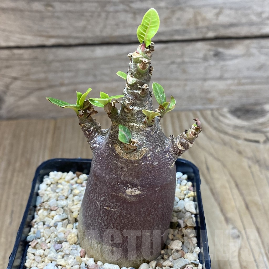 SHPR40143 Adenium arabicum ‘Black form’ – Cactus-online
