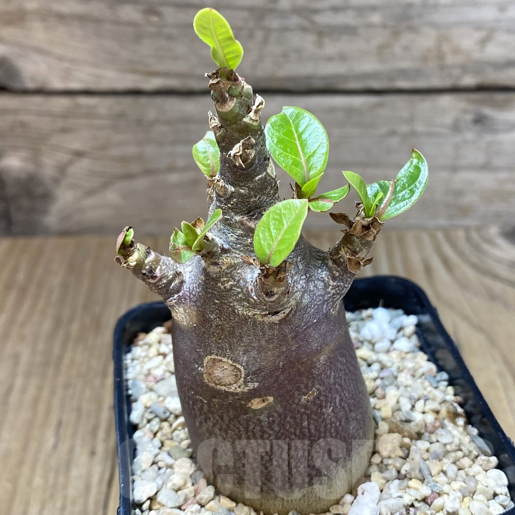 SHPR40143 Adenium arabicum ‘Black form’ – Cactus-online