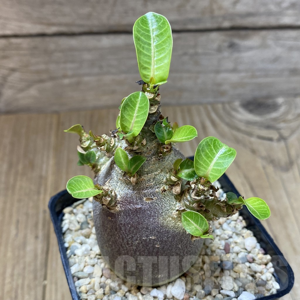 SHPR40144 Adenium arabicum ‘Black form’ – Cactus-online