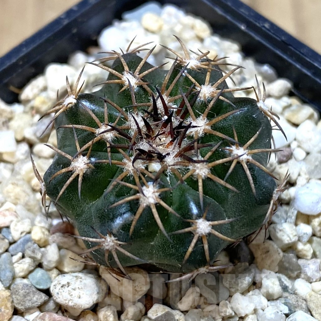 SHPR40210 Discocactus magnimammus – Кактус онлайн