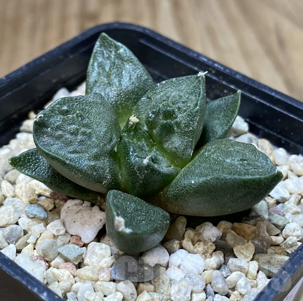 SHPR40306 Ariocarpus fissuratus ‘Godzilla’ hybrid, seedling – Cactus-online