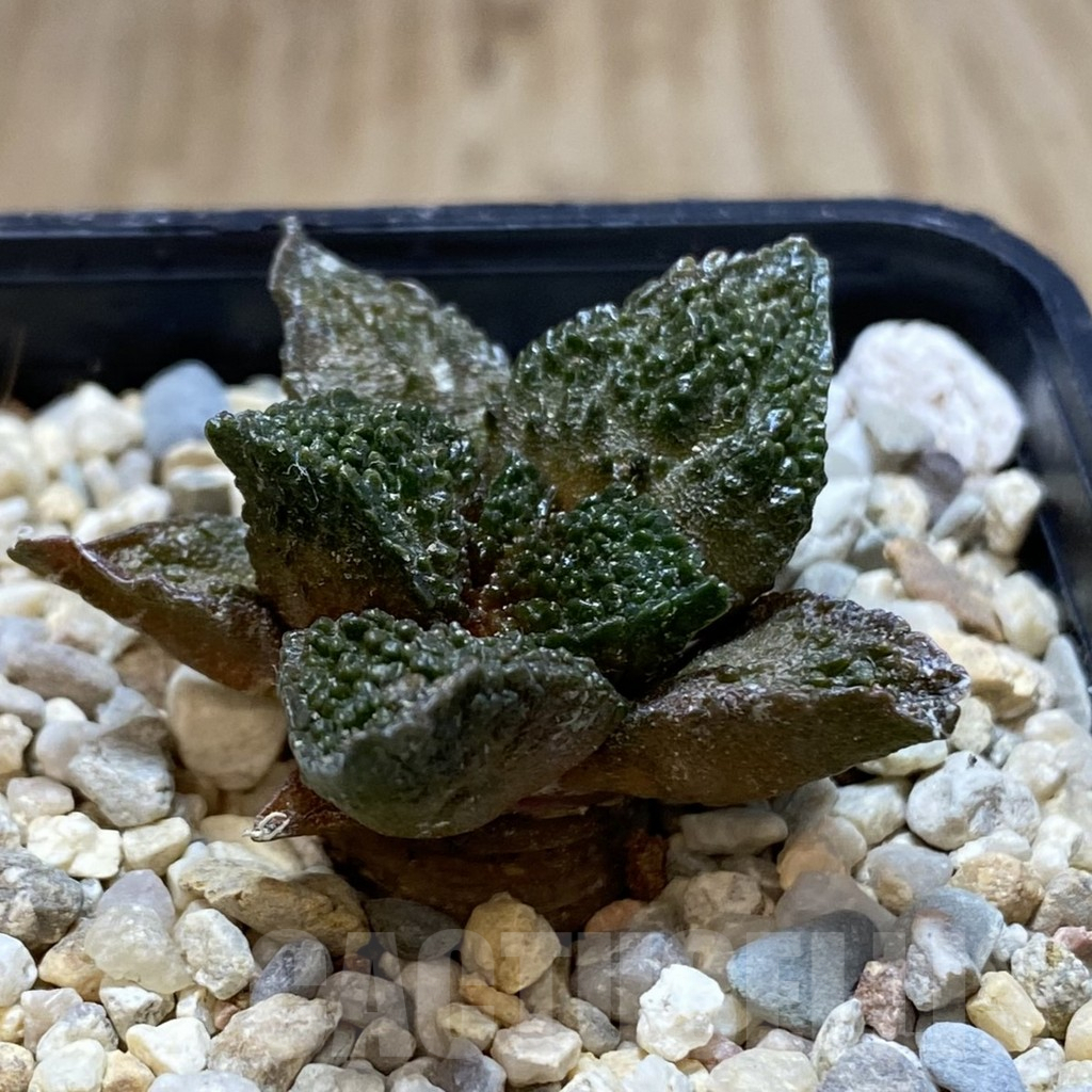 SHPR40632 Ariocarpus fissuratus ‘Godzilla’ hybrid, seedling – Cactus-online