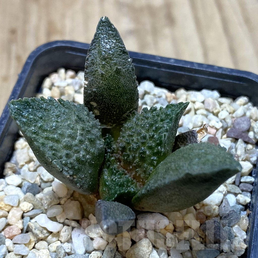SHPR40814 Ariocarpus fissuratus ‘Godzilla’ hybrid, seedling – Cactus-online