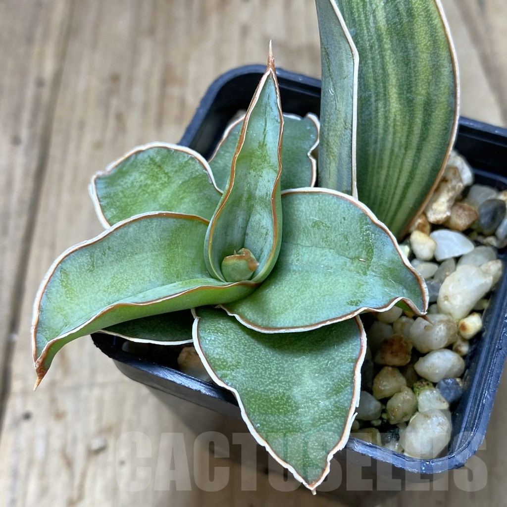 SHPR41277 Sansevieria robusta ex variegata – Cactus-online