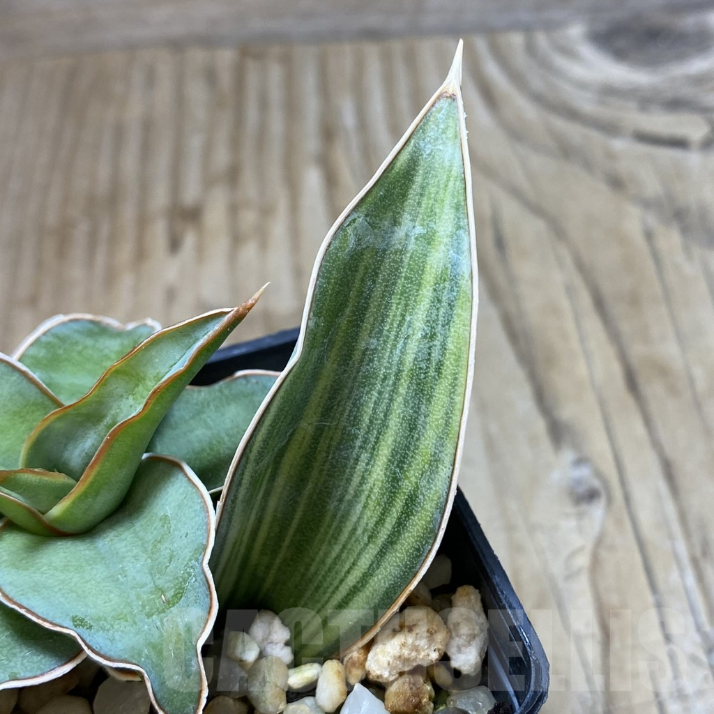 SHPR41277 Sansevieria robusta ex variegata – Cactus-online