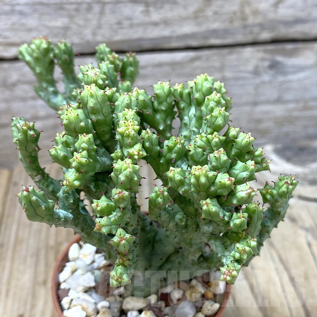 SHPR41285 Euphorbia enopla ‘Coral’ f. cristata – Cactus-online