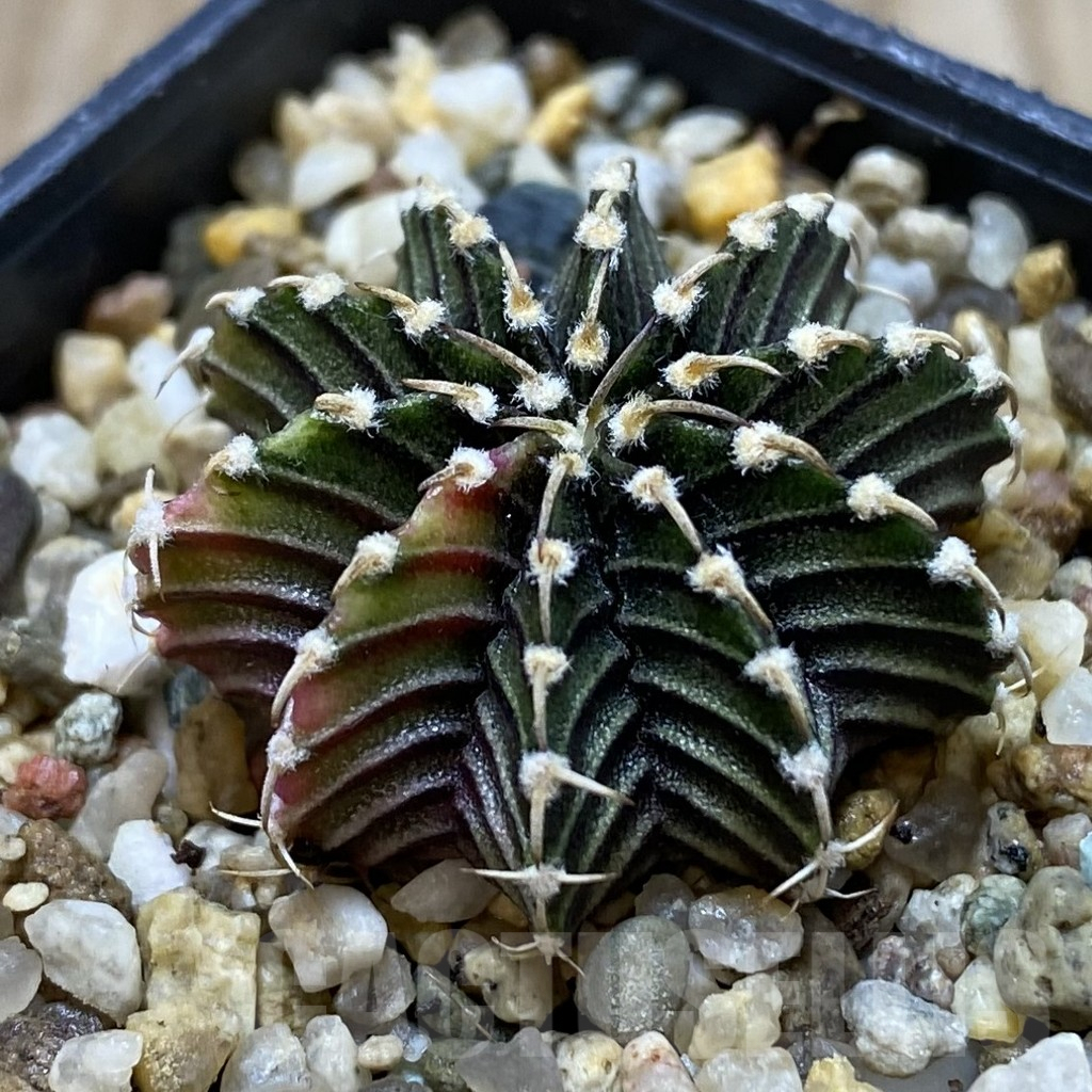 SHPR41261 Gymnocalycium friedrichii LB f. variegata, seedling – Cactus-online