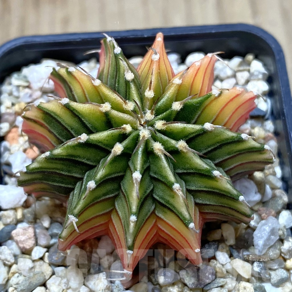 SHPR41262 Gymnocalycium friedrichii LB f. variegata, seedling – Cactus-online