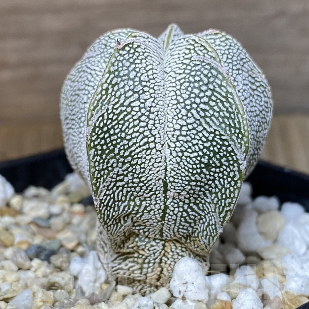 SH2466 Astrophytum myriostigma ‘Onzuka’ – Cactus-online