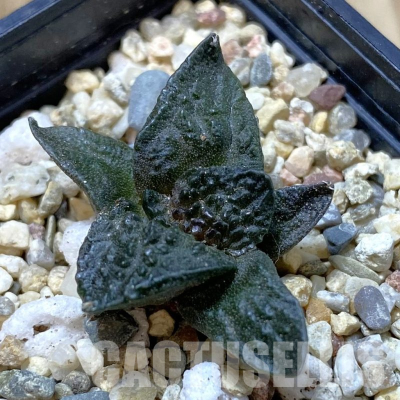SHPR41586 Ariocarpus fissuratus ‘Godzilla’ hybrid, seedling – Cactus-online