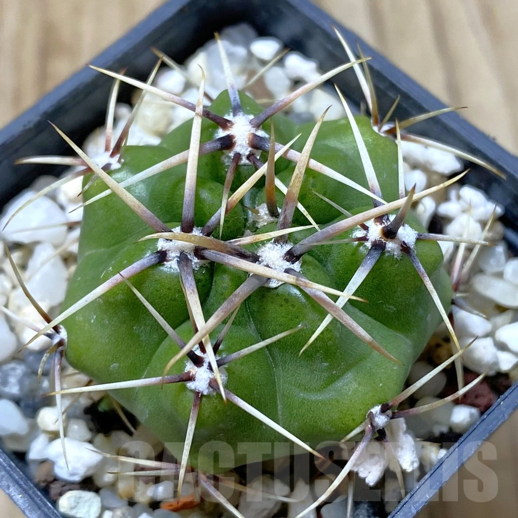 SHPR41840 Gymnocalycium achirasense v. chacrasense VG 251 – Cactus-online