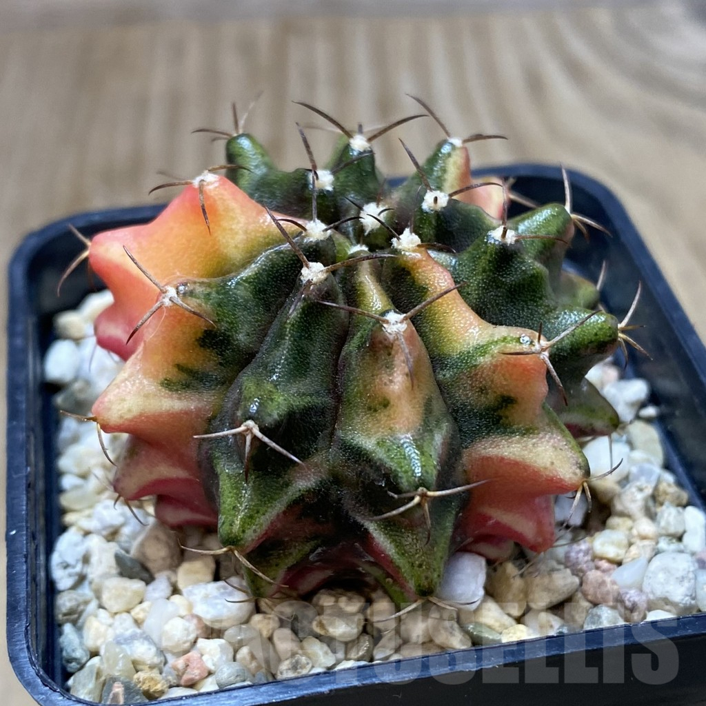 SH920 Gymnocalycium mihanovichii ‘Transformer’ f. variegata hybrid ...