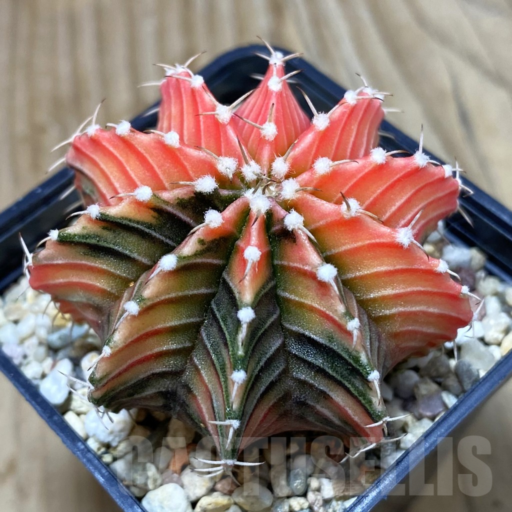 SH2972 Gymnocalycium friedrichii LB f. variegata, seedling – Cactus-online