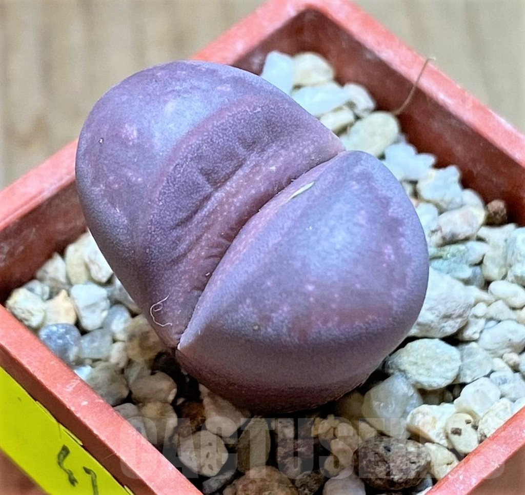 SHPR41058 Lithops optica ‘Rubra’ – Cactus-online