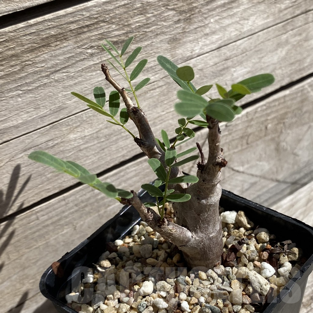 SH5685 Senna meridionalis – Cactus-online