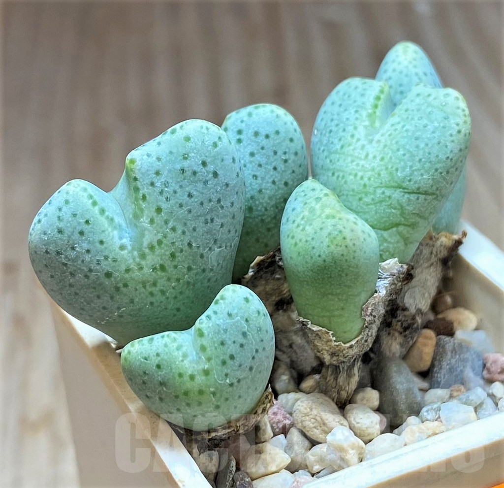 SHPR41921 Conophytum ernianum – Cactus-online
