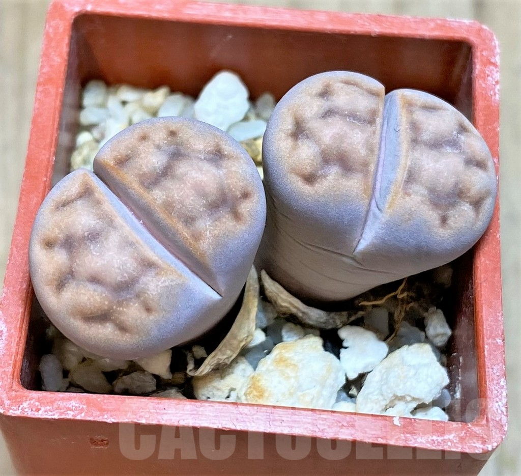SHPR42084 Lithops karasmontana var. summitatum – Cactus-online