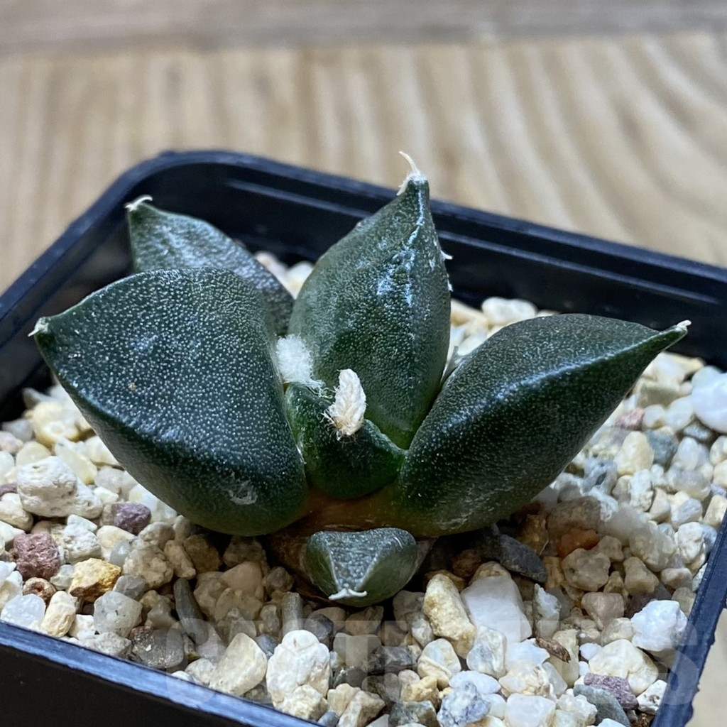 SHPR41932 Ariocarpus fissuratus ‘Godzilla’ hybrid, seedling – Cactus-online