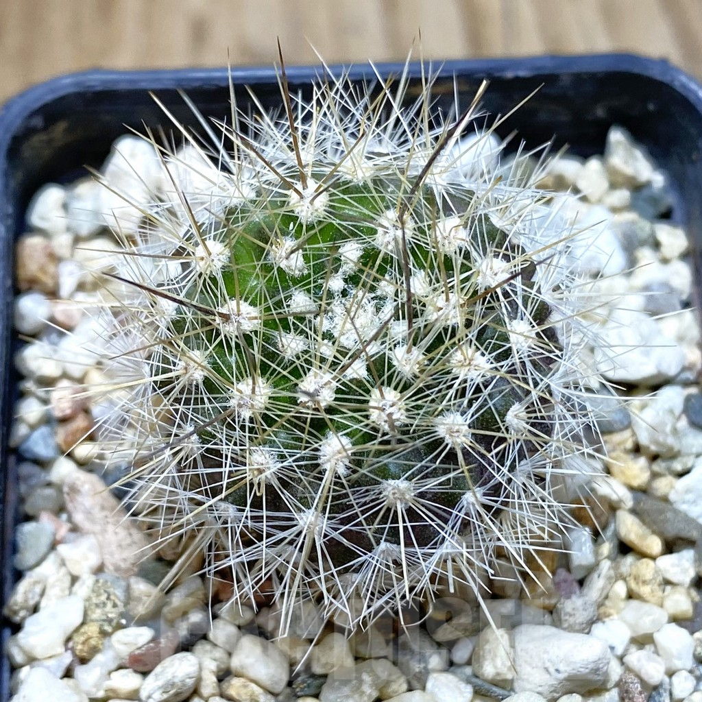SHPR42402 Eriosyce subgibbosa v. nigrihorrida JA 279 – Cactus-online