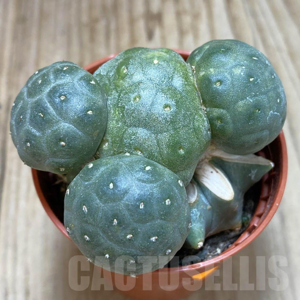 SHPR42379 Puna bonnieae ‘inermis’, grafted – Cactus-online