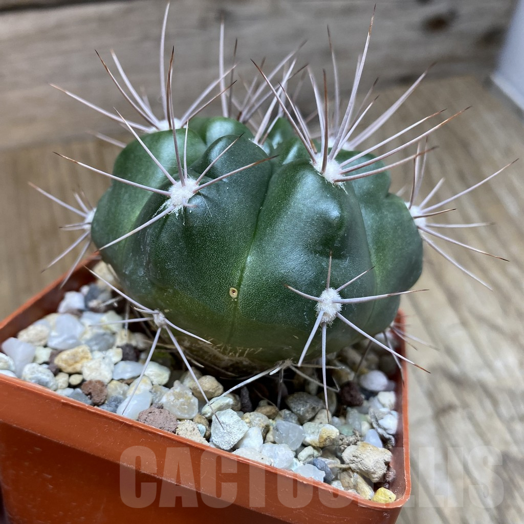 SHPR42520 Gymnocalycium valnicekianum – Cactus-online