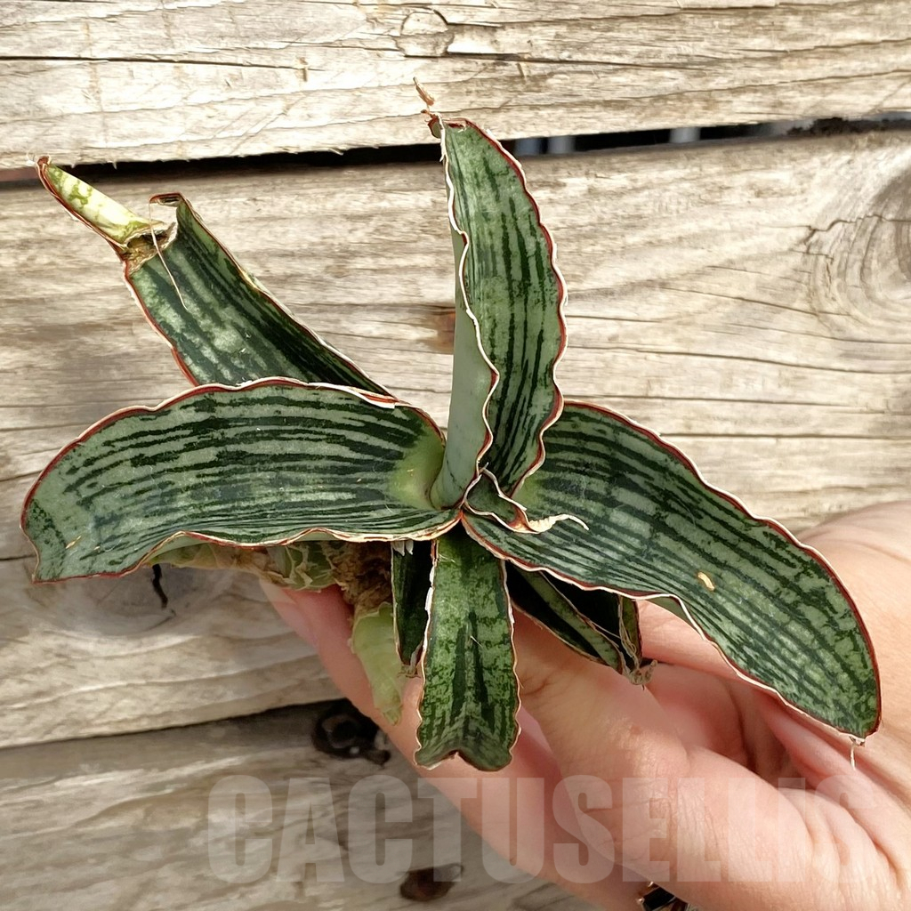 SHPR42747 Sansevieria ‘Cleopatra’ – Cactus-online