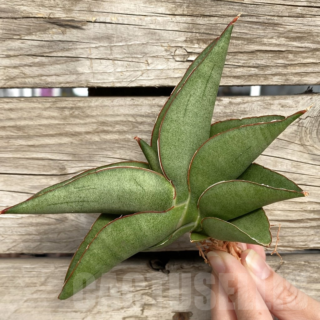 SHPR42728 Sansevieria ‘Robo’ – Cactus-online