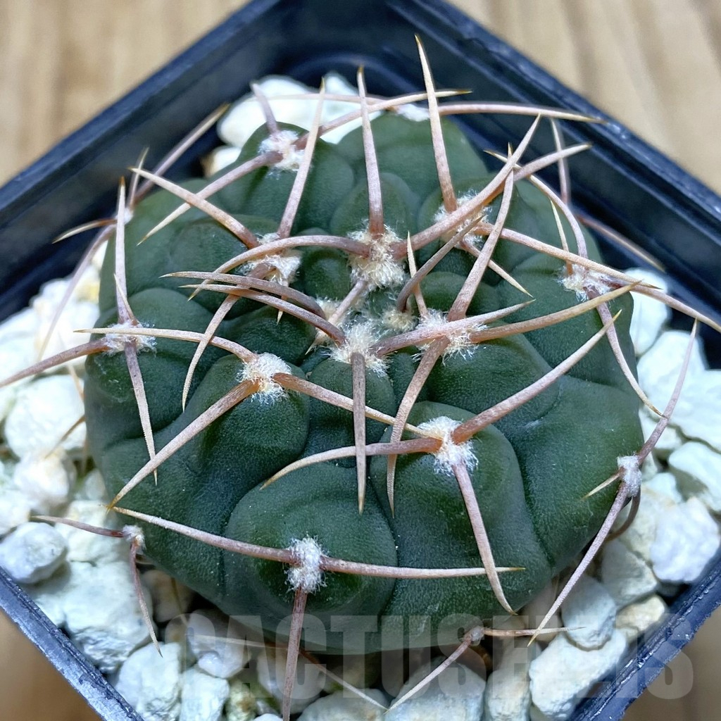 SH414 Gymnocalycium ochoterenae VG 250 – Cactus-online