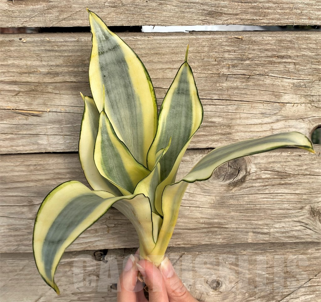 SHPR42697 Sansevieria ‘Moonshine Splash’ – Cactus-online