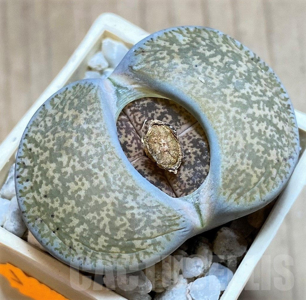 SH1015 Lithops lesliei ssp. lesliei v. lesliei grey Form C008 -70 km W of Mafikeng, South Africa ...