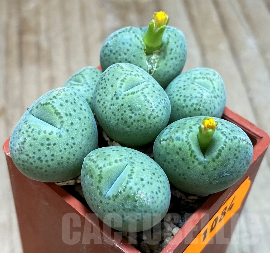 SH1084 Conophytum klinghardtense ISI 1135 – Cactus-online