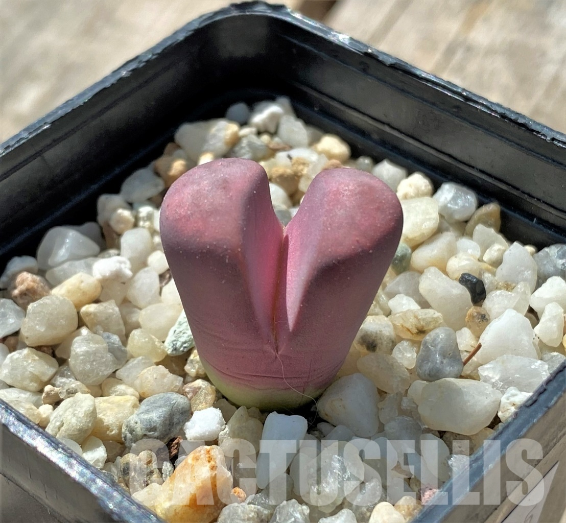 LOT883 20 seeds Lithops meyeri ‘Hammeruby’ harvest 2024 – Cactus-online