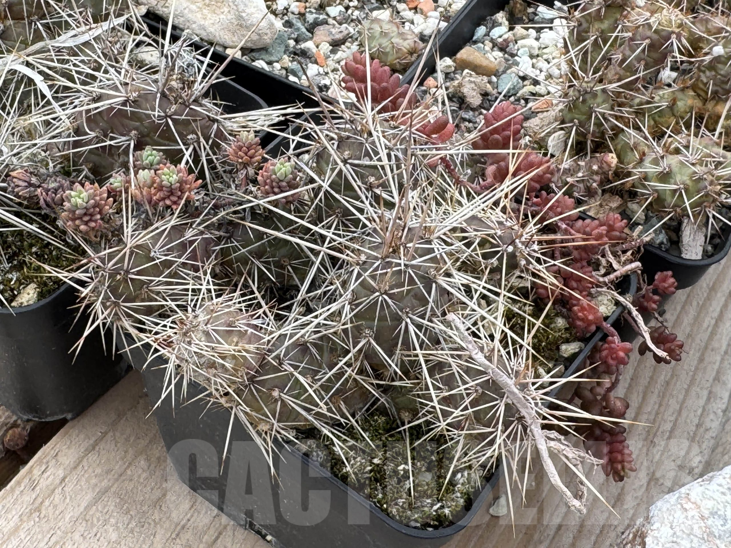 Adaptation of cacti and succulents to outdoor conditions in Bulgaria ...