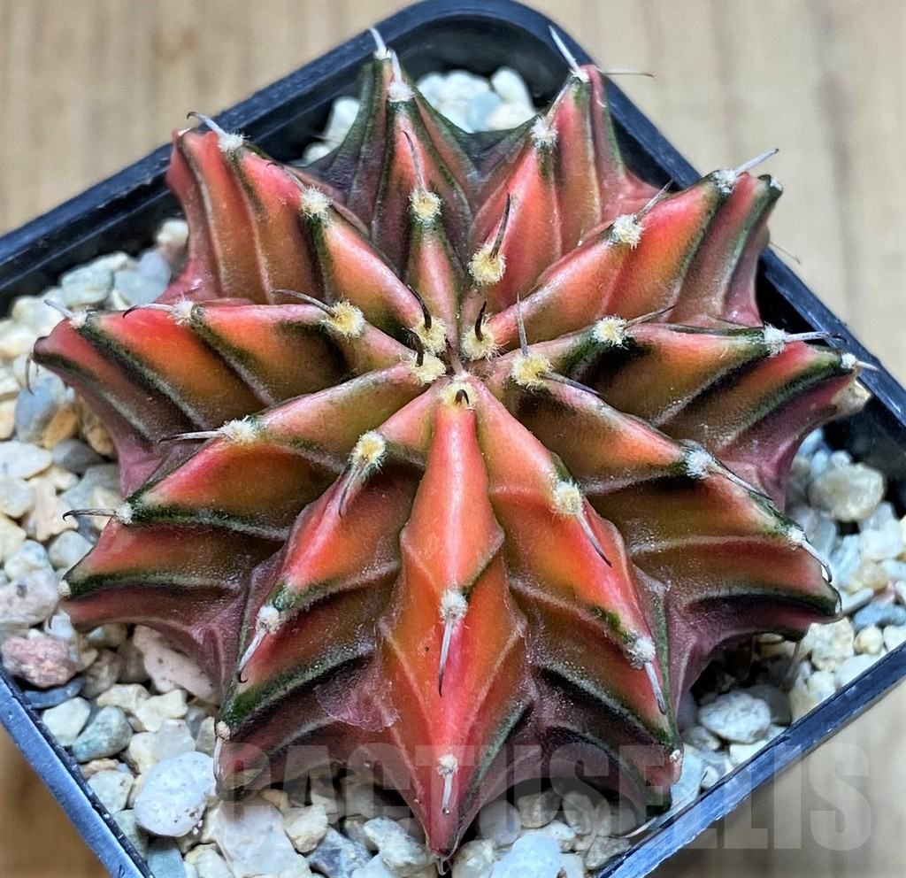 SH2002 Gymnocalycium friedrichii f. variegata, seedling – Cactus-online