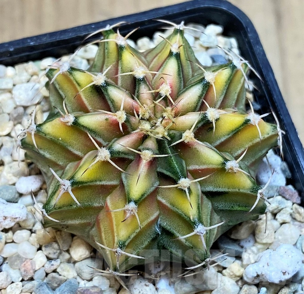 SH2003 Gymnocalycium friedrichii f. variegata, seedling – Cactus-online