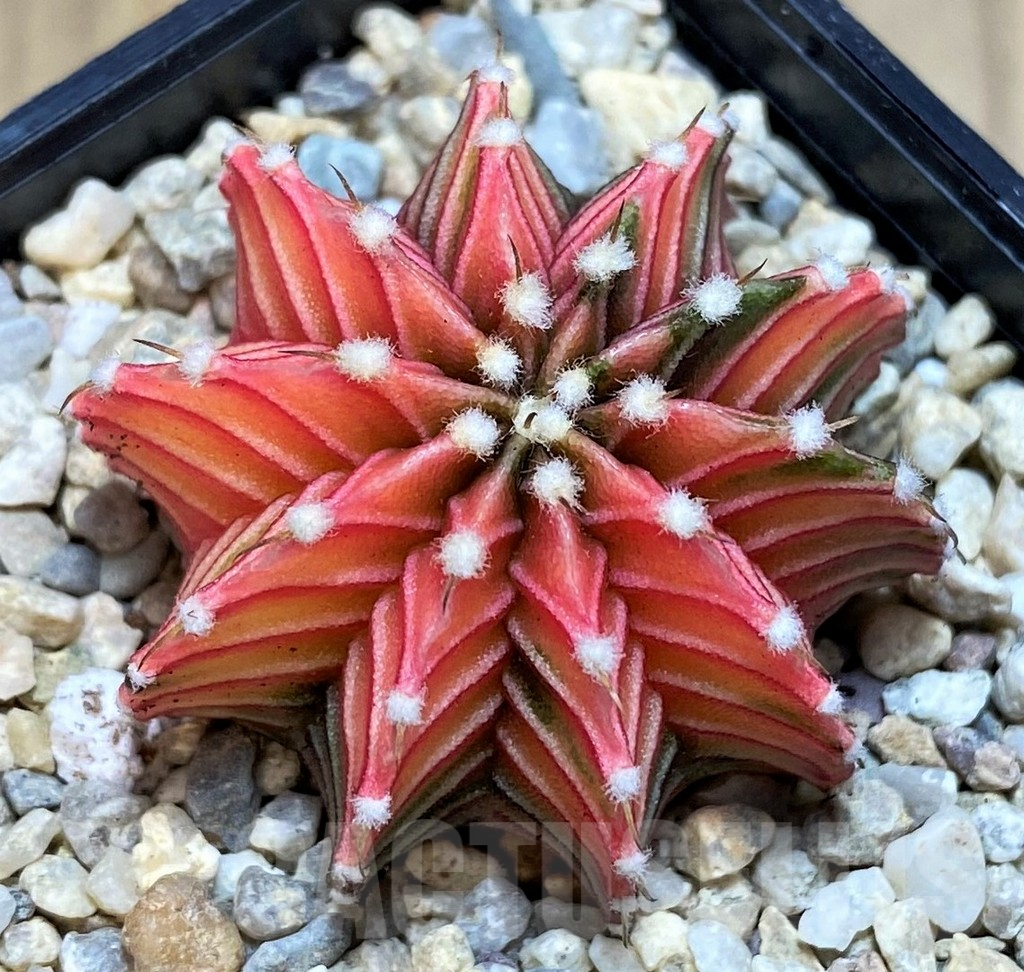 SH2004 Gymnocalycium friedrichii f. variegata, seedling – Cactus-online