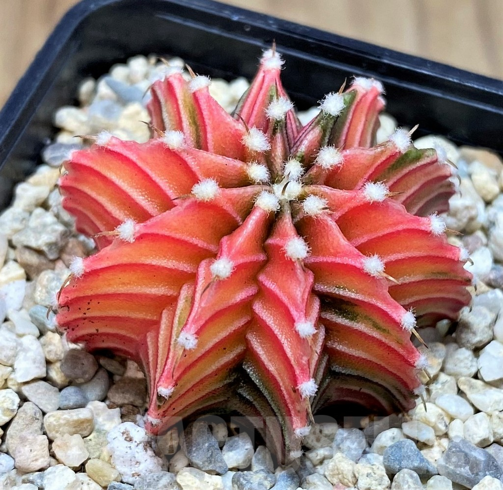 SH2004 Gymnocalycium friedrichii f. variegata, seedling – Cactus-online