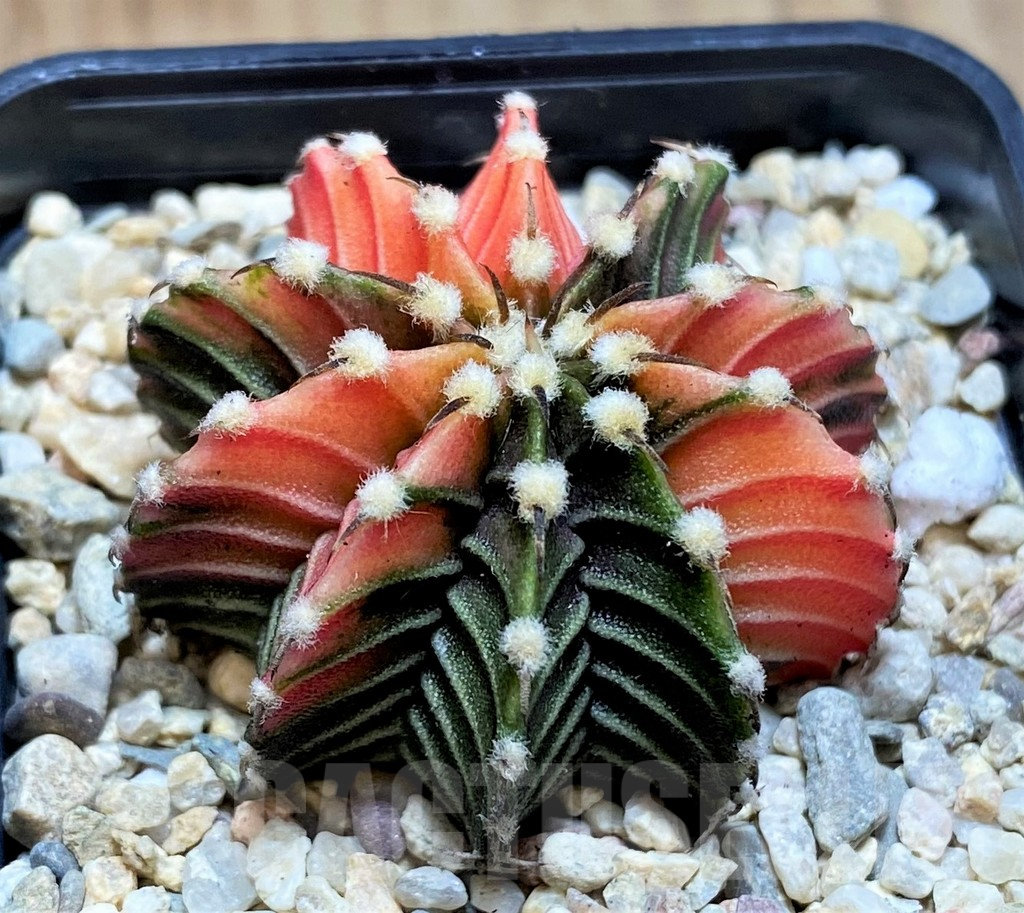 SH2006 Gymnocalycium friedrichii f. variegata, seedling – Cactus-online