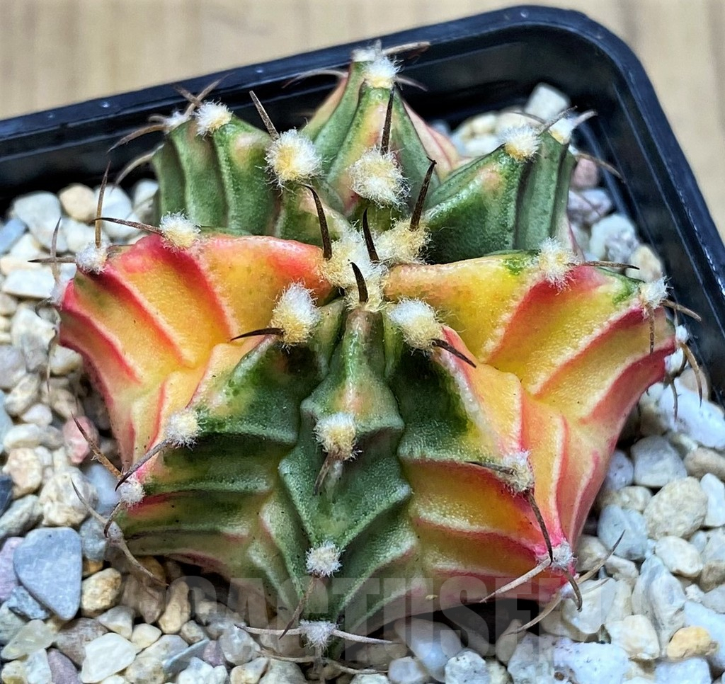 SH2007 Gymnocalycium friedrichii f. variegata, seedling – Cactus-online